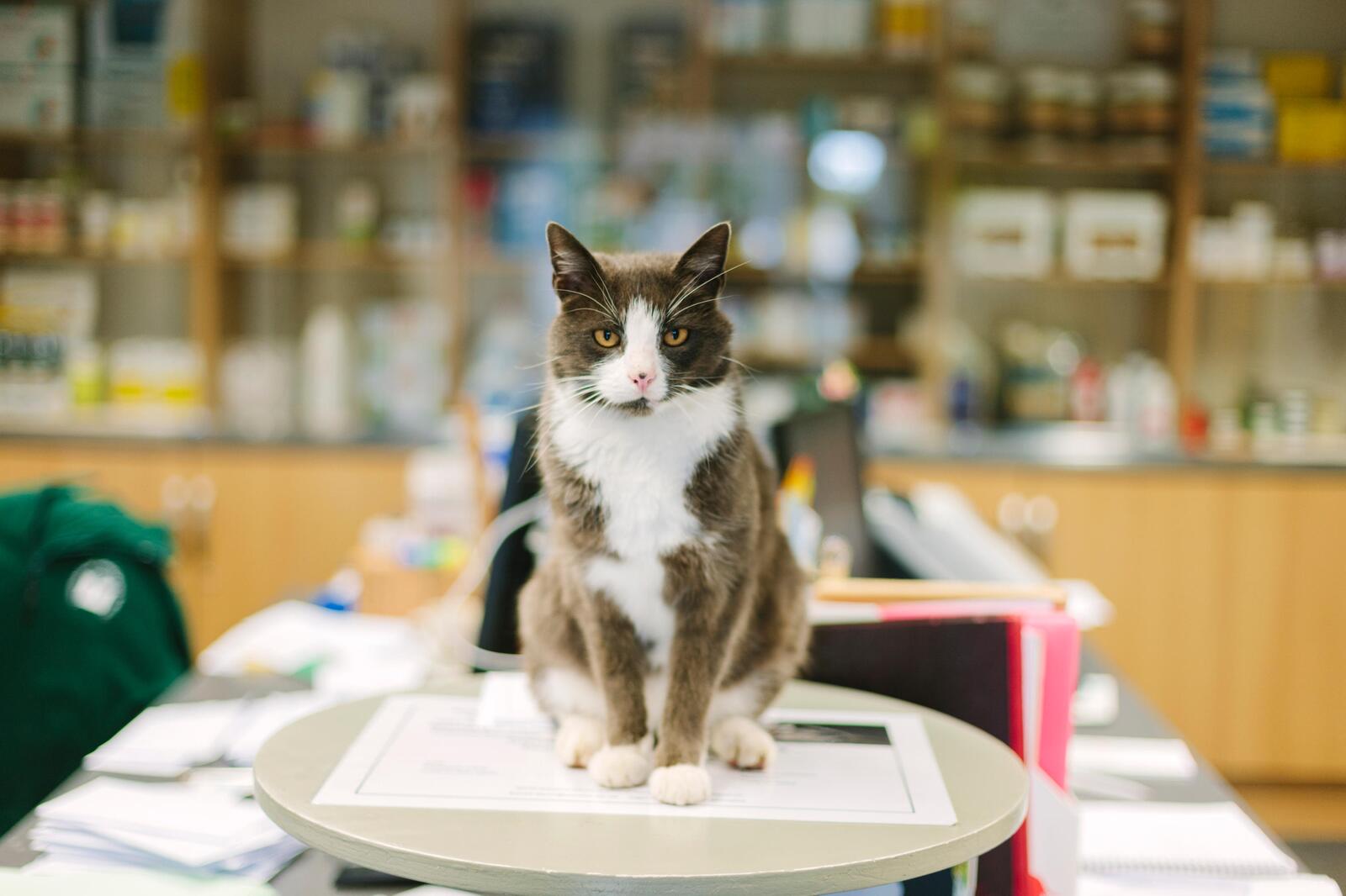 How clean is it really when cats sit down anywhere? - Notiulti