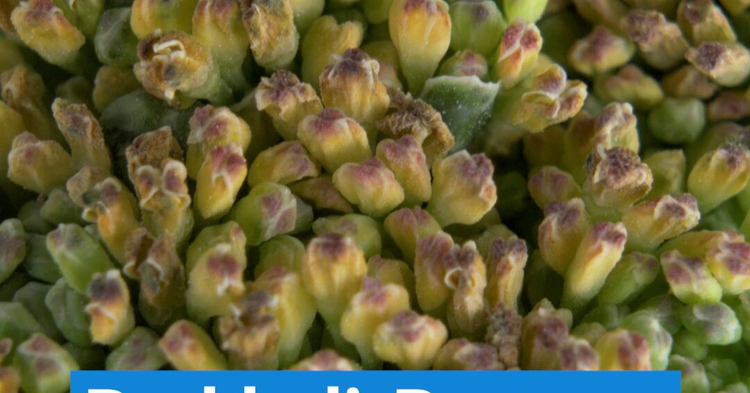 Brokkoli-Retter: Kann man gelben Brokkoli noch essen? | WEB.DE