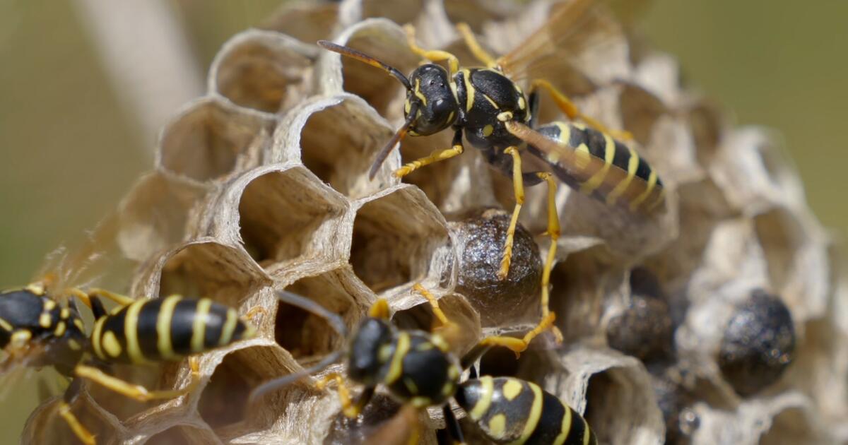 Aus Holz und Speichel: So bauen Wespen ihre Nester - Video | WEB.DE