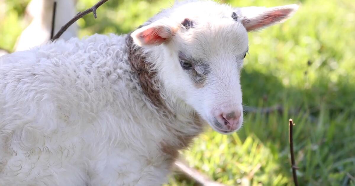 Seltene Kreuzung: Schiege in Schleswig-Holstein geboren - Video | WEB.DE