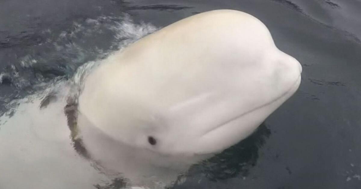 Russischer Spion? Beluga-Wal von Zaumzeug befreit - Video | WEB.DE