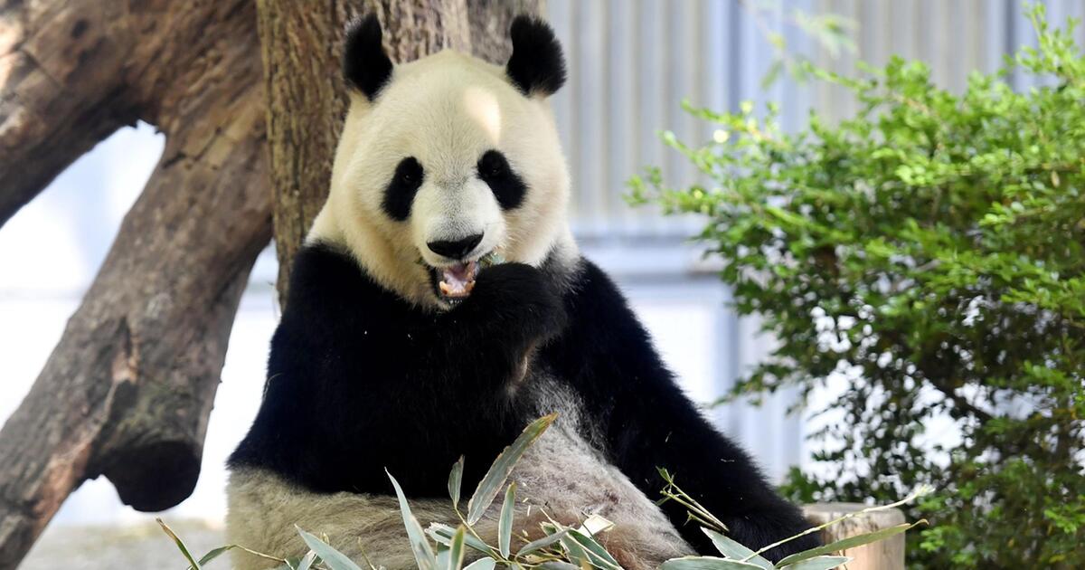 Neues Panda-Baby in Japan | WEB.DE