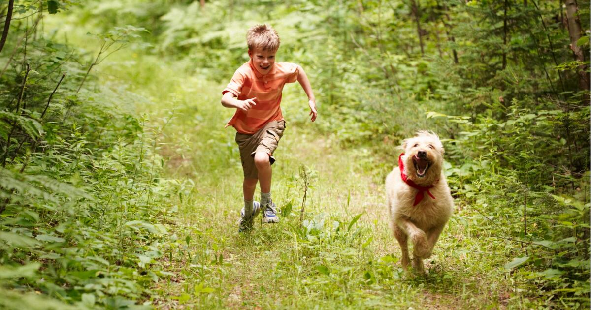 Studie: Kommt ein Hund ins Haus, werden Kinder aktiver - Video | WEB.DE