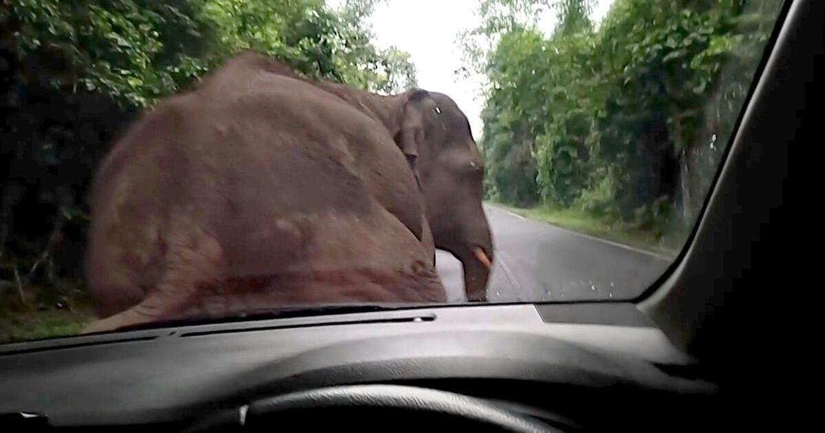 Elefant löst Stau aus – der Grund ist kurios - Video | WEB.DE