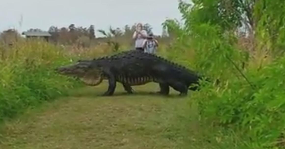 Gigantischer Alligator taucht in Naturreservat auf | WEB.DE