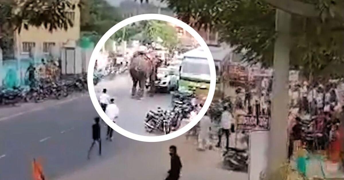 Elefant verwandelt Auto zu Schrott - Video | WEB.DE