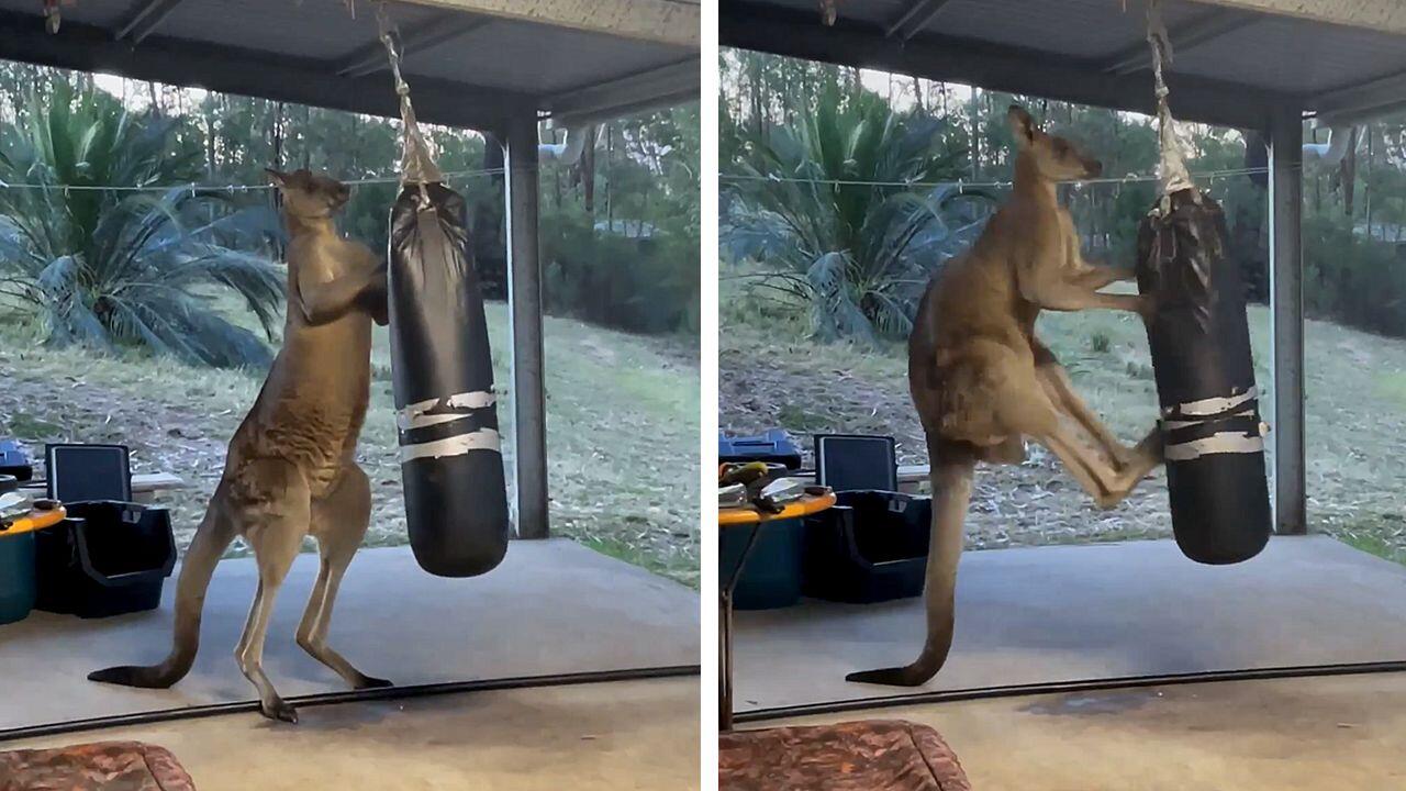Boksing Kenguru Tegneserie 243 Kangaroo Boxing Stock Photos, High Res
