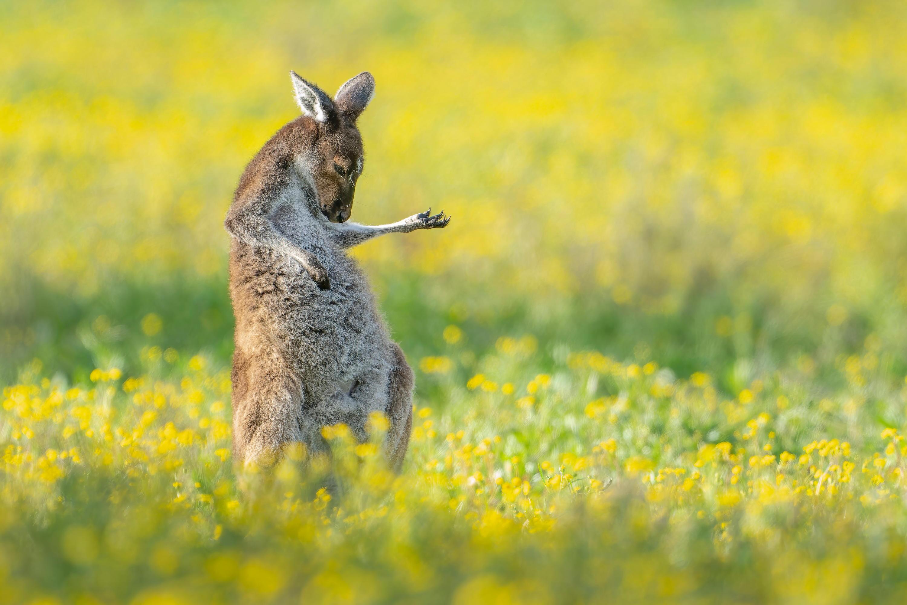 Die Lustigsten Tierfotos Aller Zeiten Die Lustigsten Wildtierfotos