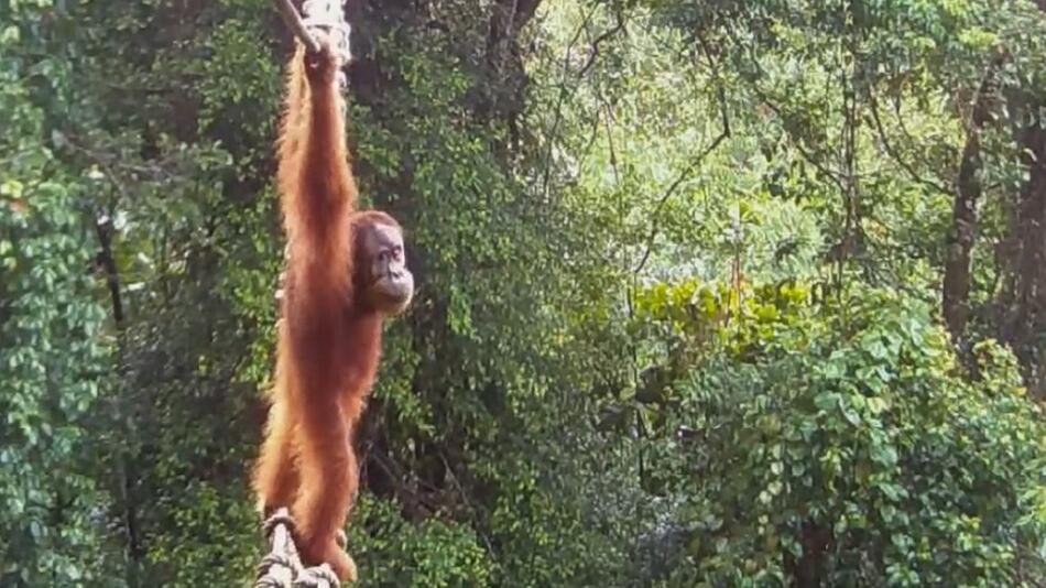 Bedrohter Orang-Utan wagt sich erstmals über wichtige Seilbrücke ...