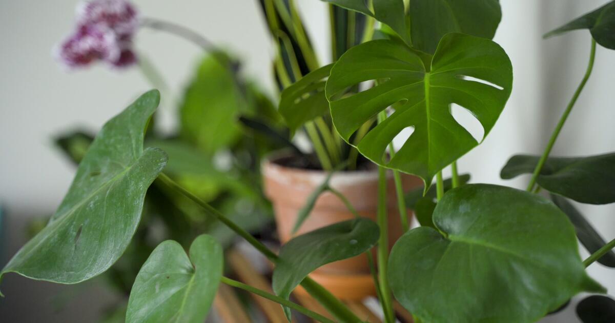 Badmiamimami leaked porn then Sapphire glided across the