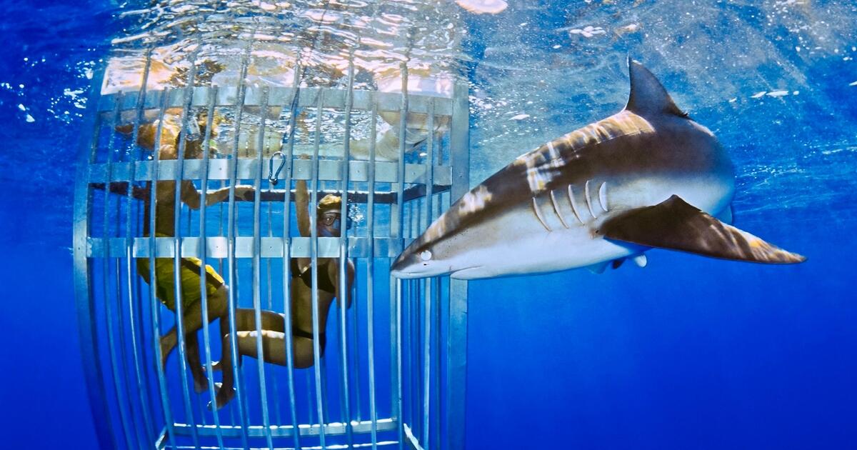 Mit Haien schwimmen: Hier können sie die Meeresjäger erleben | WEB.DE