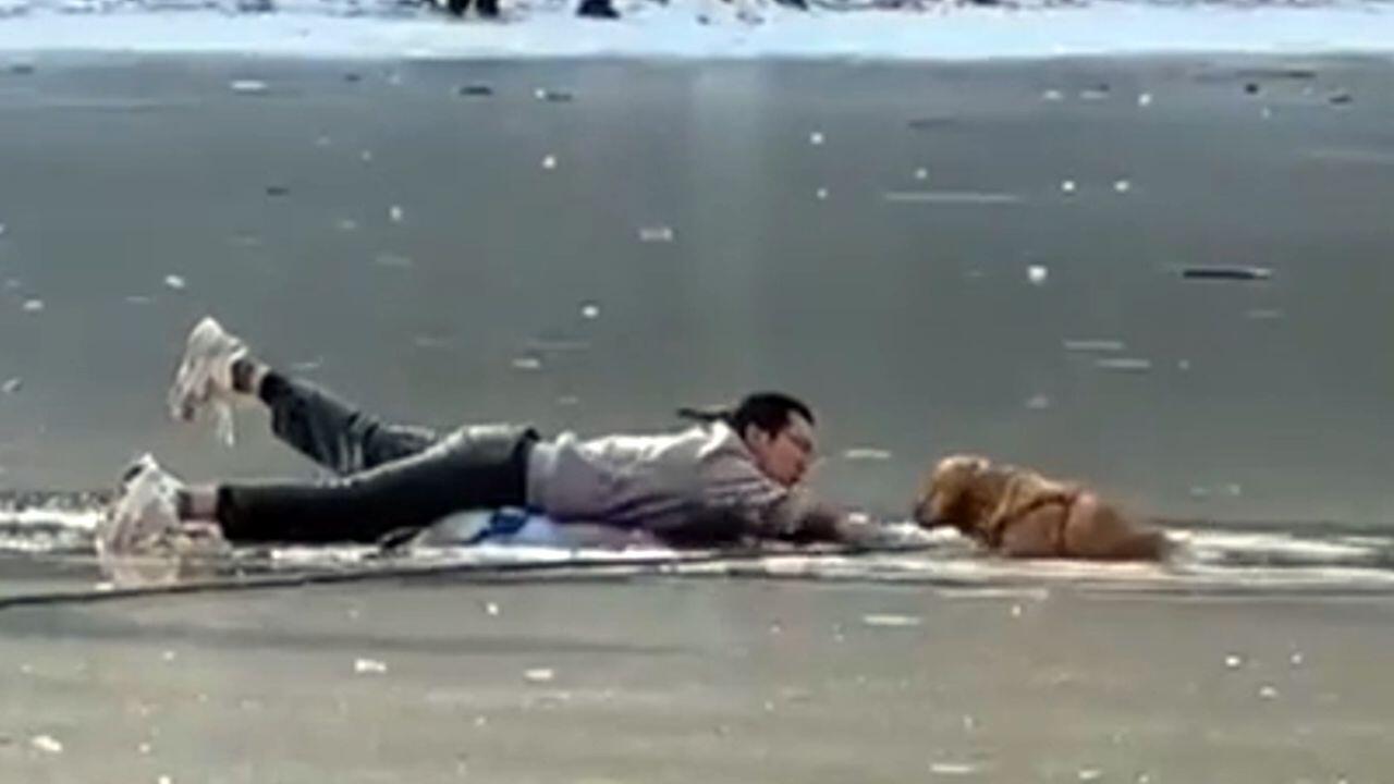 Golden Retriever Eccitato Scarica Lo Sfondo Del Sguardo Da Cucciolo Di