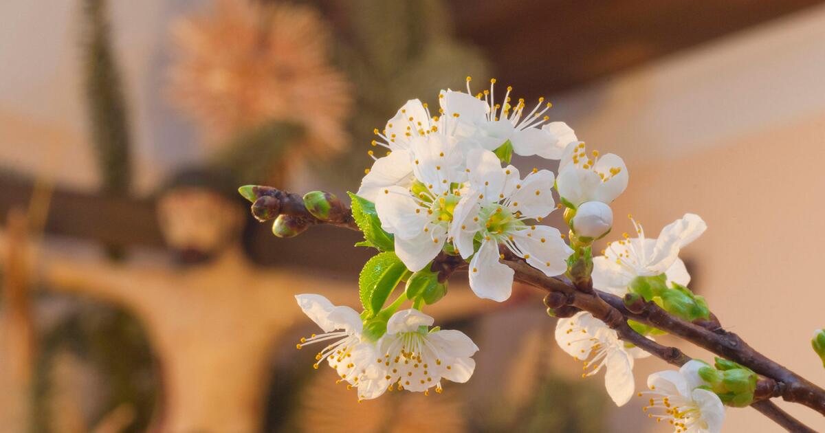 Barbaratag: Woher kommt der Brauch mit den Zweigen? | WEB.DE
