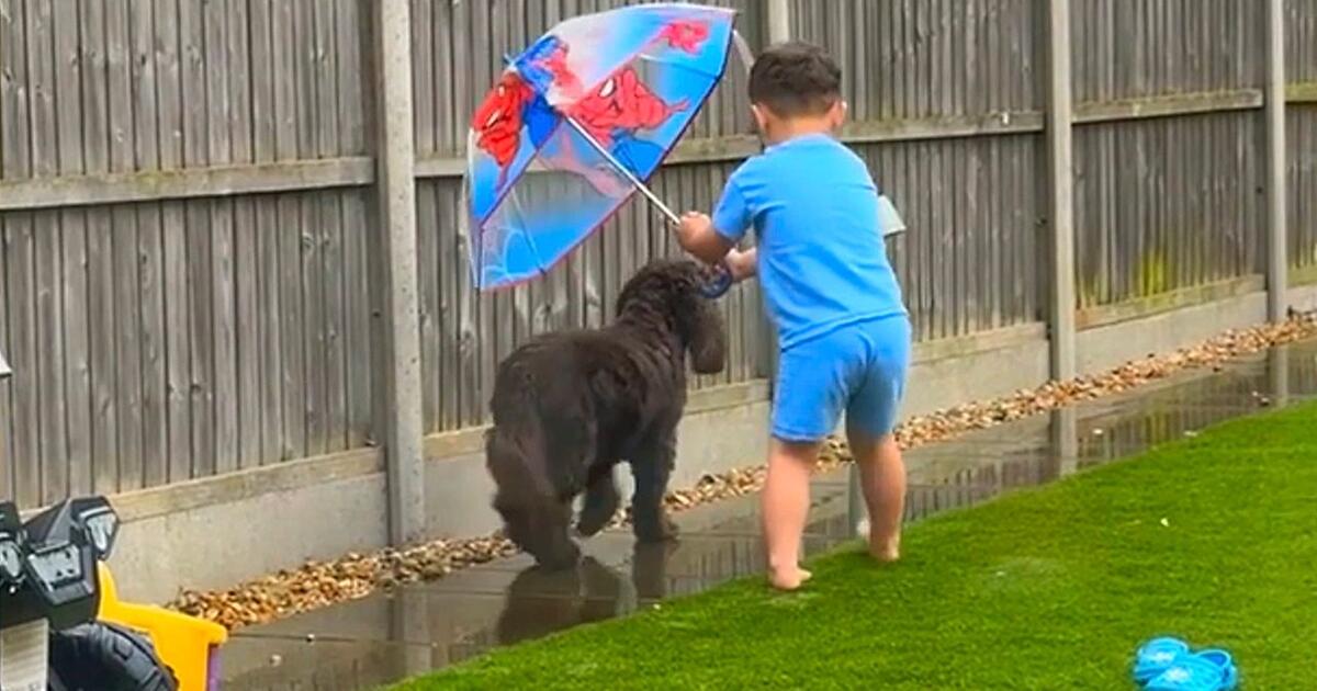 Kleiner Junge schützt Vierbeiner mit Regenschirm - Video | WEB.DE