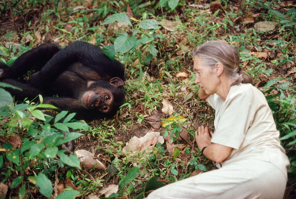 Wie Jane Goodalls Beobachtungen die Wissenschaft veränderten | WEB.DE