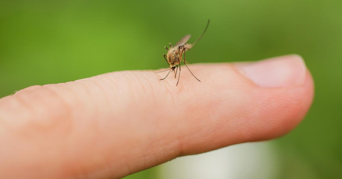 Warum stechen Mücken und wie lange dauert ein Stich? | WEB.DE