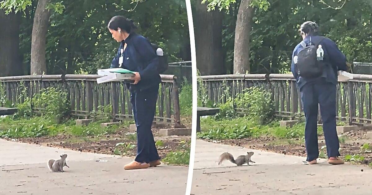 Eichhörnchen verfolgt Frau mit Pizza - Video | WEB.DE