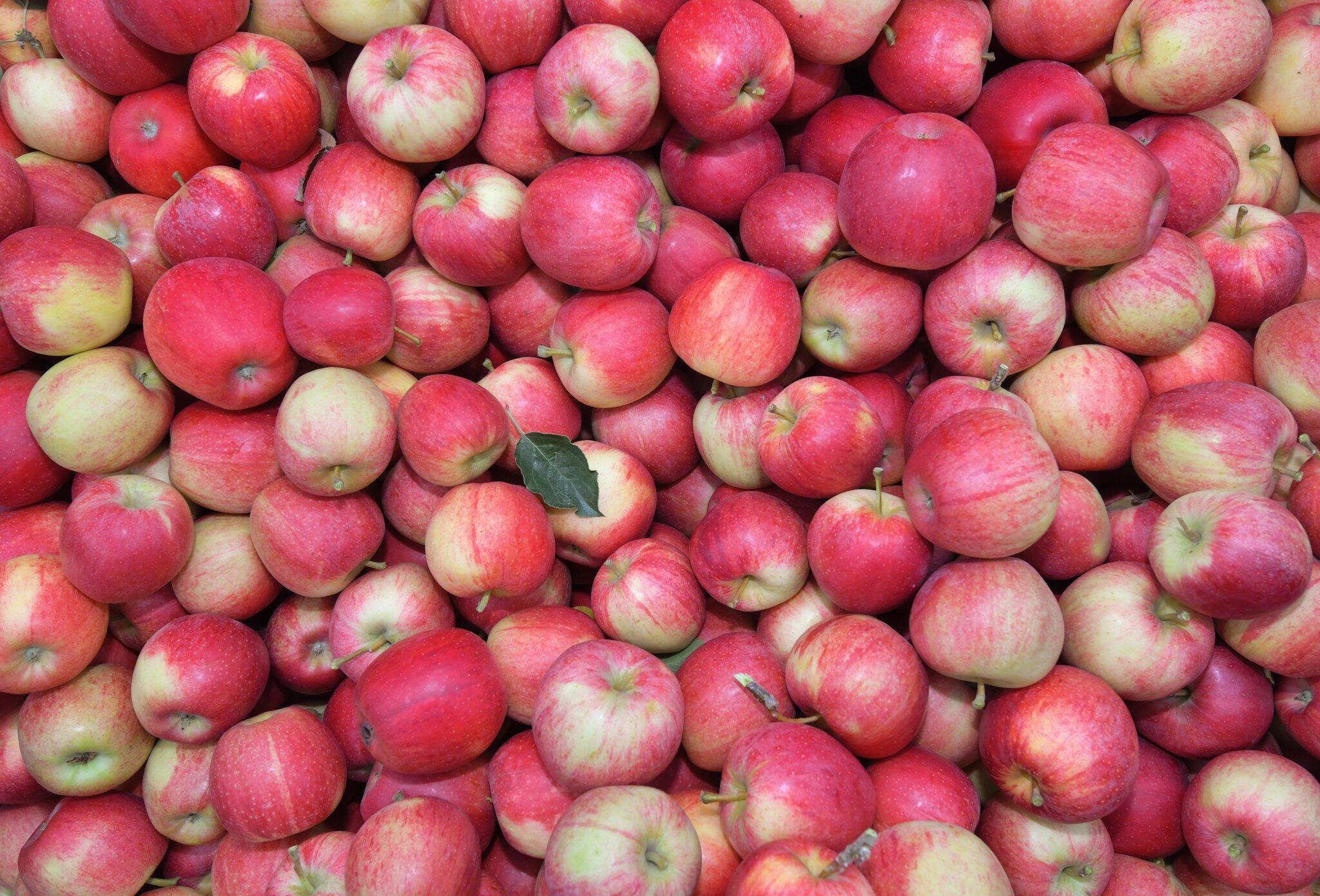 Studie Zu Apfel Allergie So K nnen Betroffene Das Obst Wieder Essen