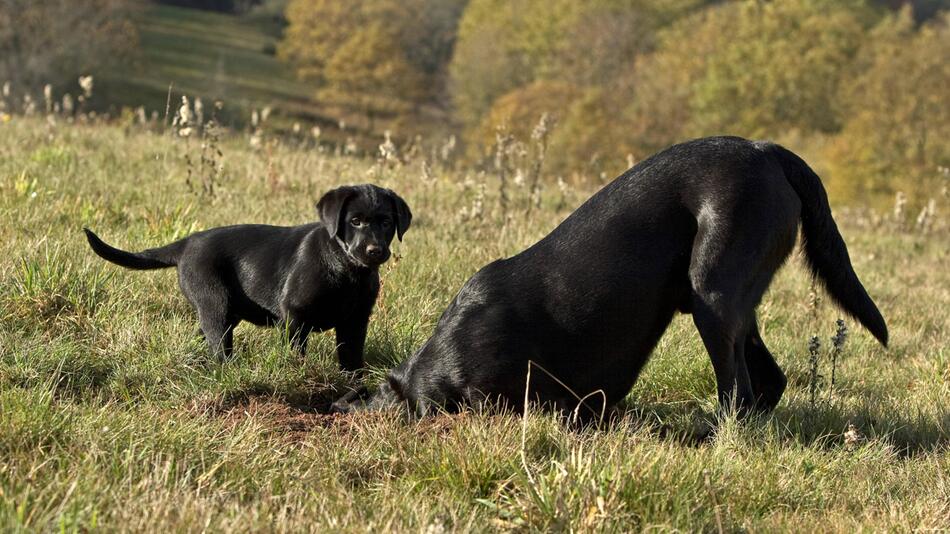 Warum Hunde so gerne in der Erde buddeln | WEB.DE